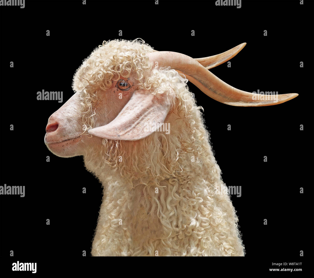 sheep head isolated on black background Stock Photo - Alamy