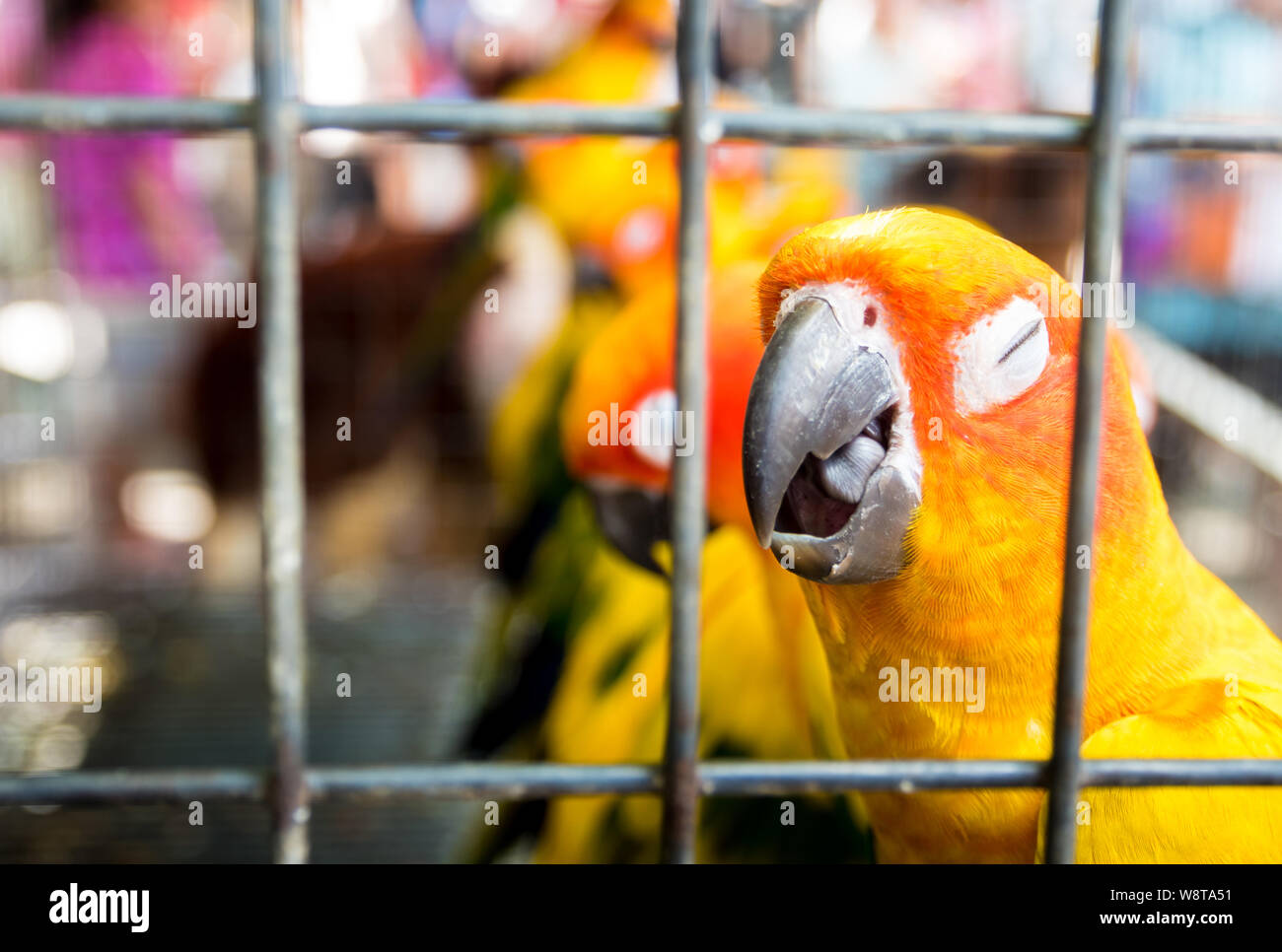 Yellow birds are trapped in a cage Stock Photo - Alamy