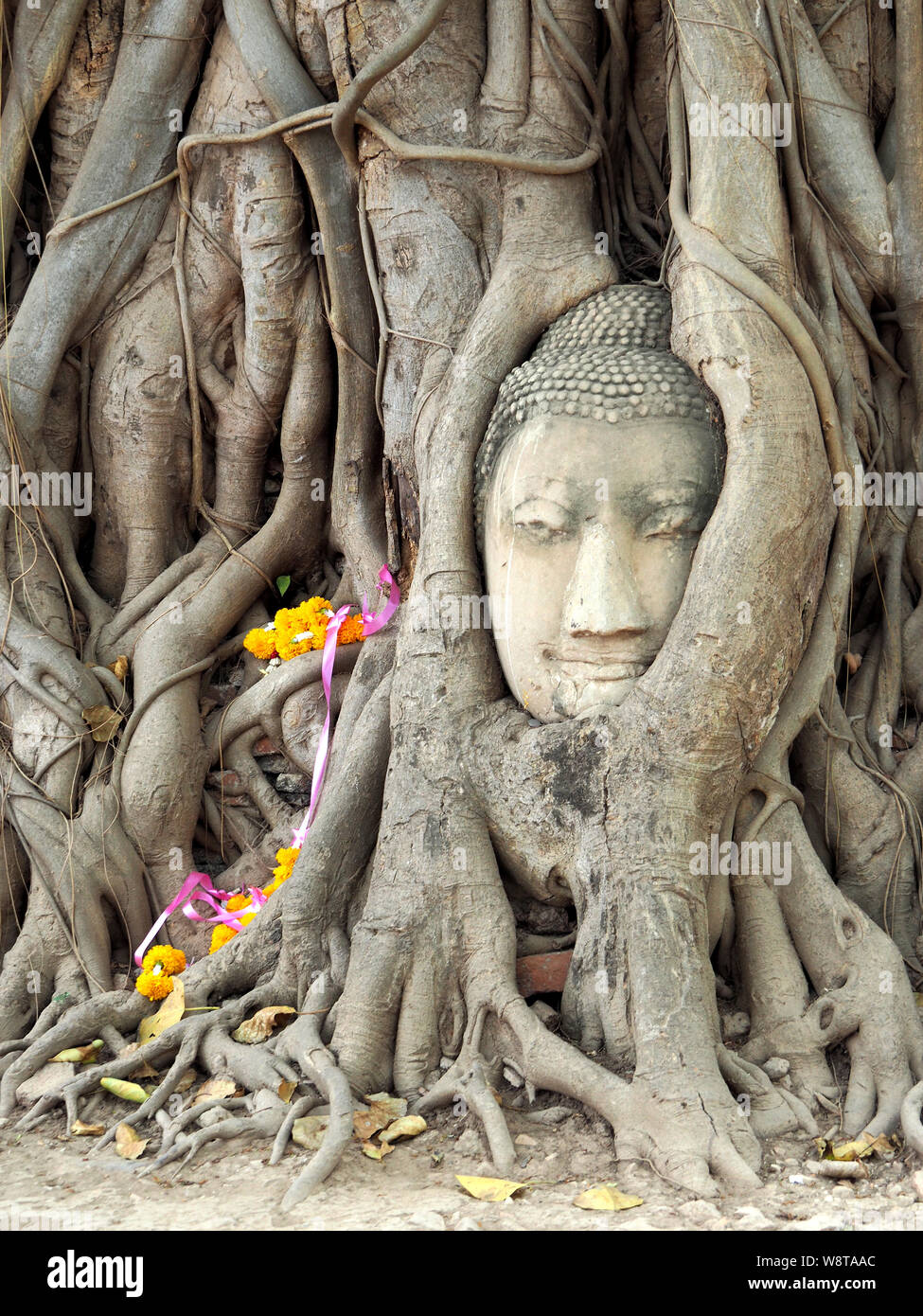 Buddha's head in the tree, Wat Mahathat, Ayutthaya, Thailand, Asia ...