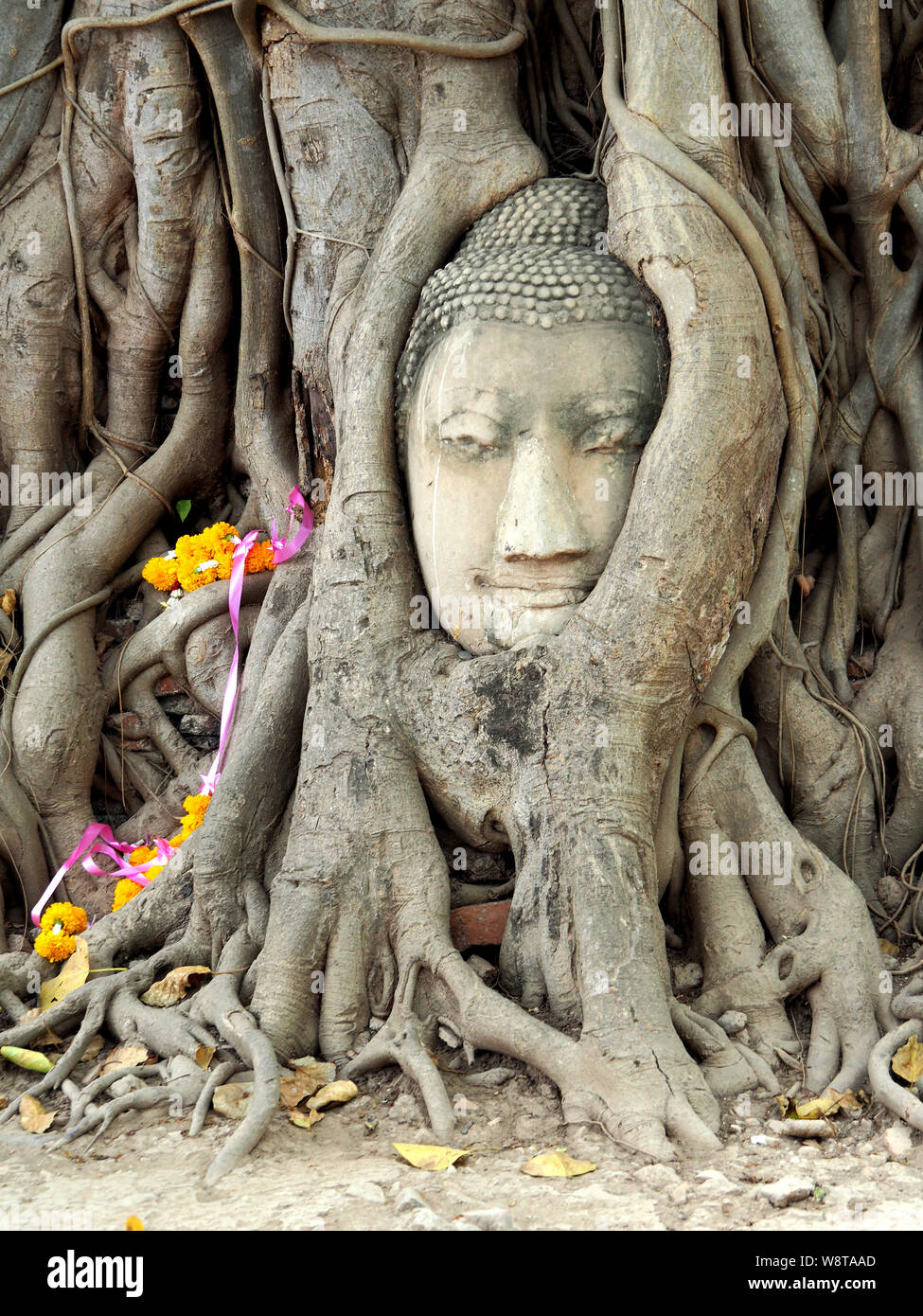 Buddha's head in the tree, Wat Mahathat, Ayutthaya, Thailand, Asia ...