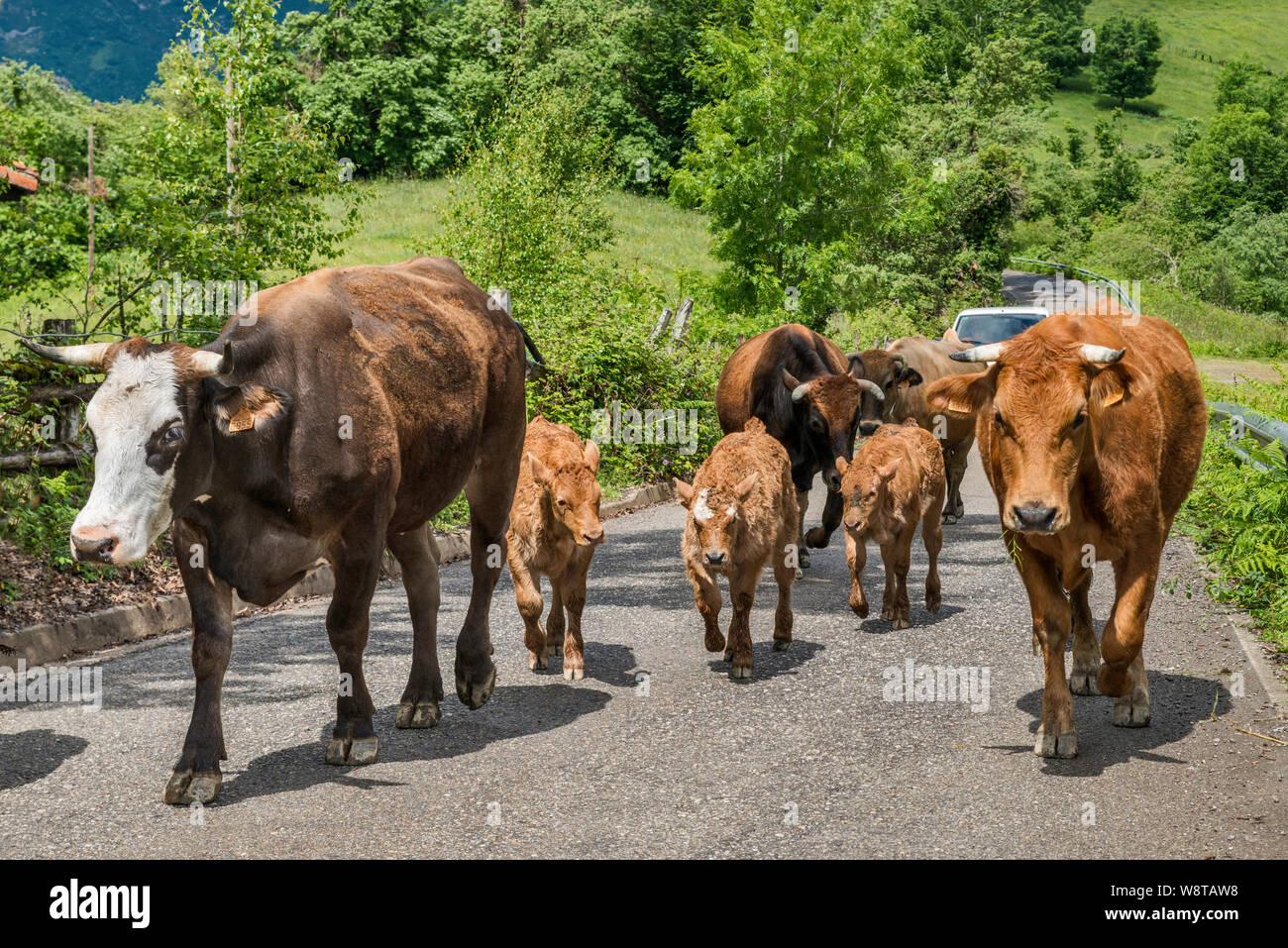 Ponga natural park asturias hi-res stock photography and images - Alamy