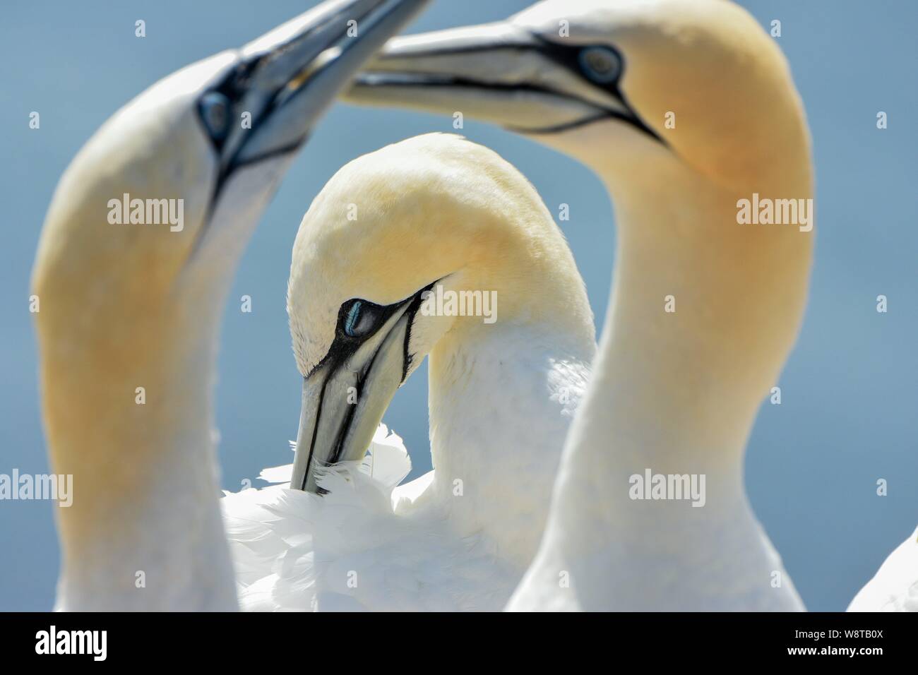 Order suliformes hi-res stock photography and images - Alamy