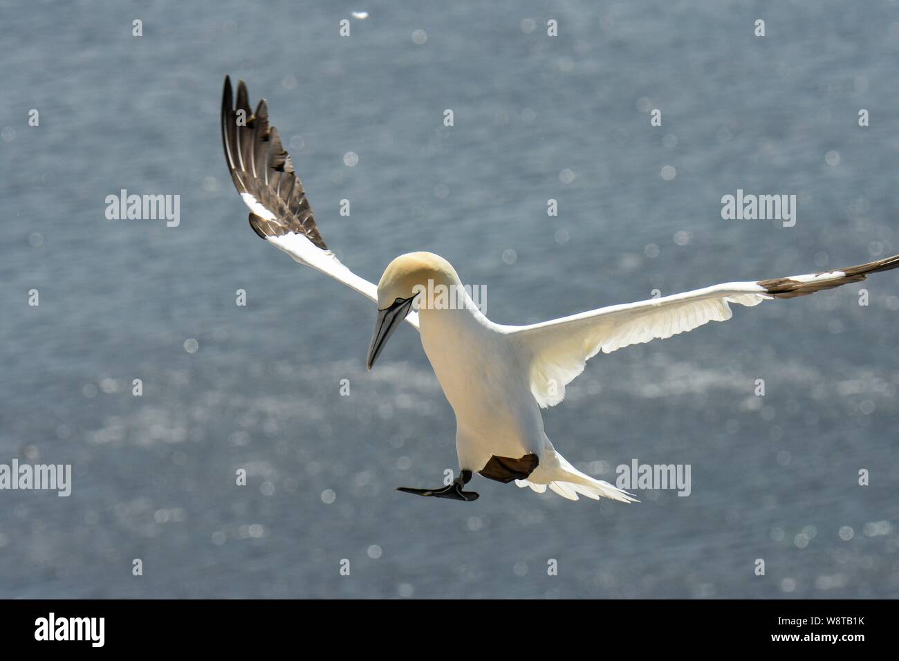 The troll birds hi-res stock photography and images - Alamy