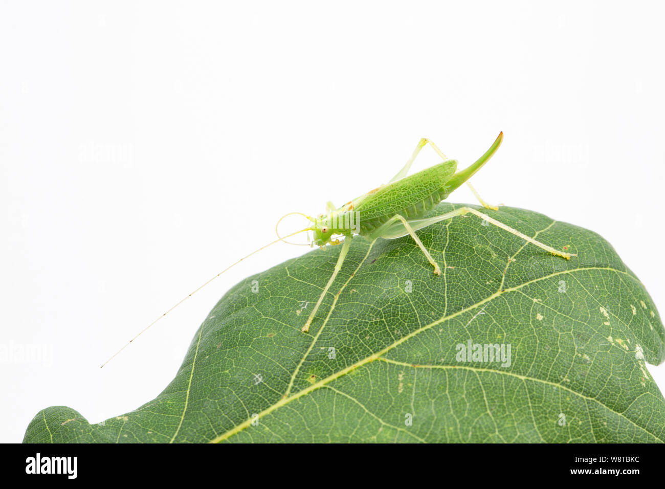 Cricket preening antenna hi-res stock photography and images - Alamy