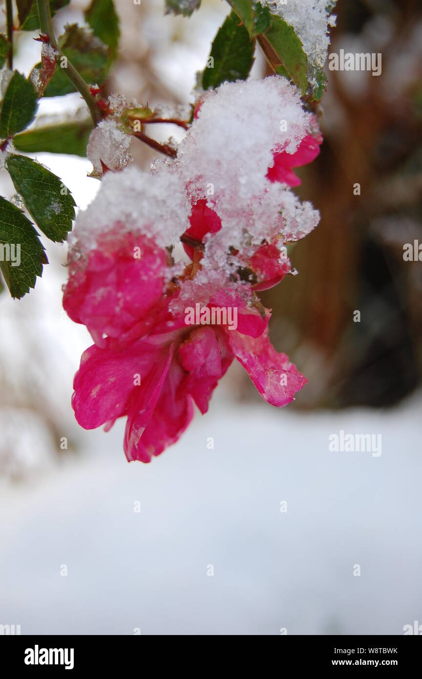 Pink Roses in Winter Snow Stock Photo - Alamy