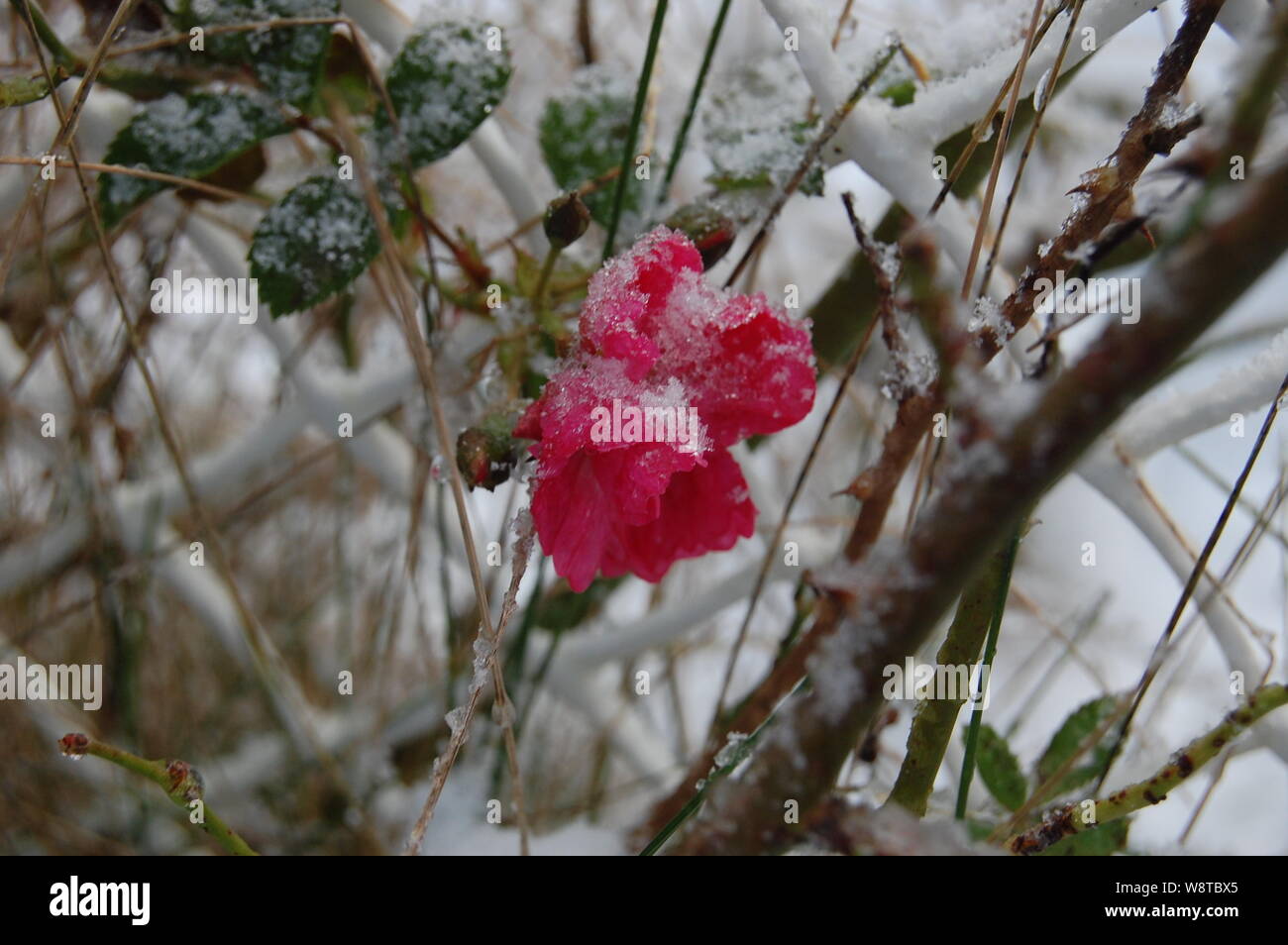 Frozen rose buds hi-res stock photography and images - Alamy