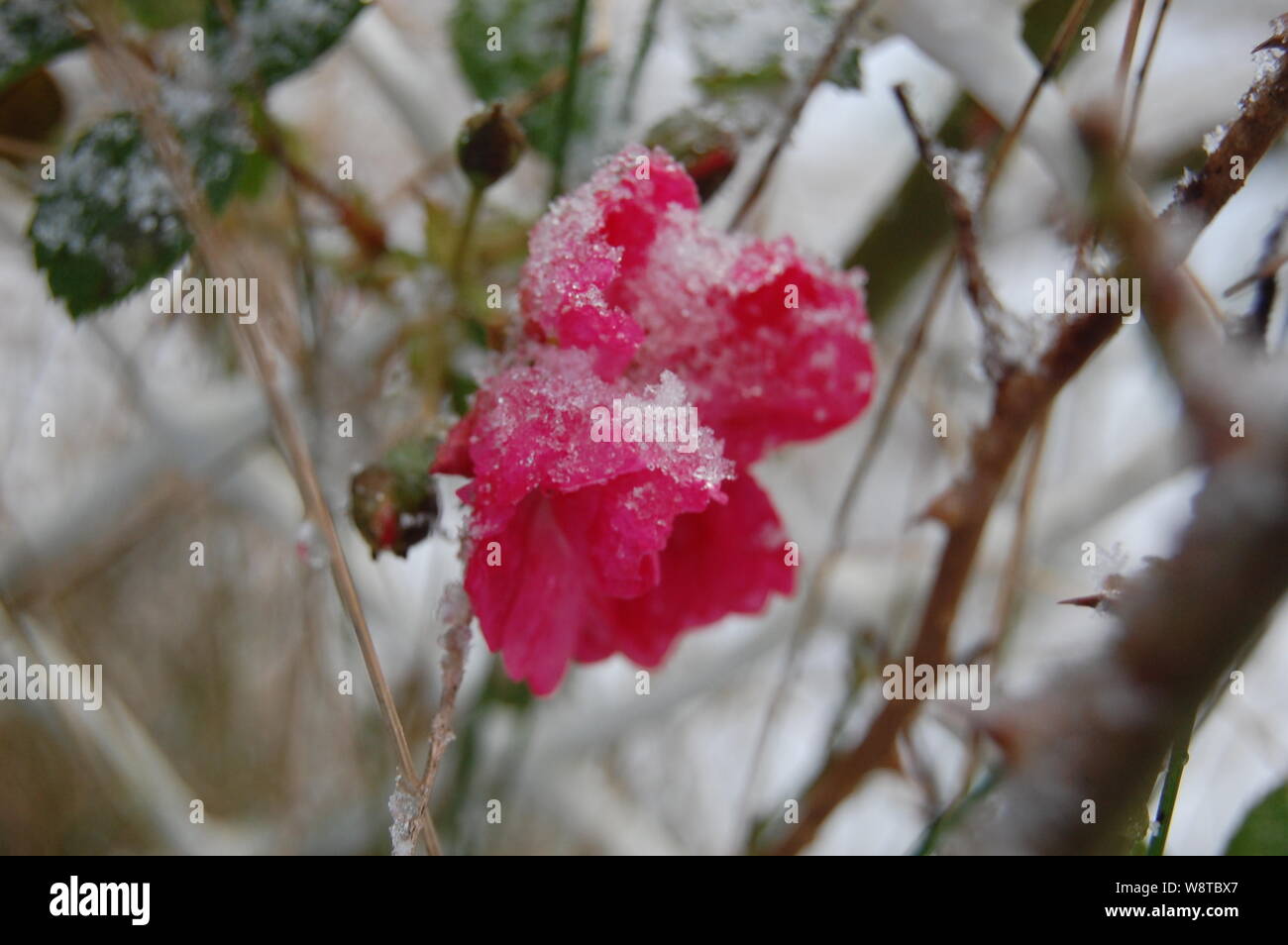 Pink Roses in the Winter Snow Stock Photo - Alamy