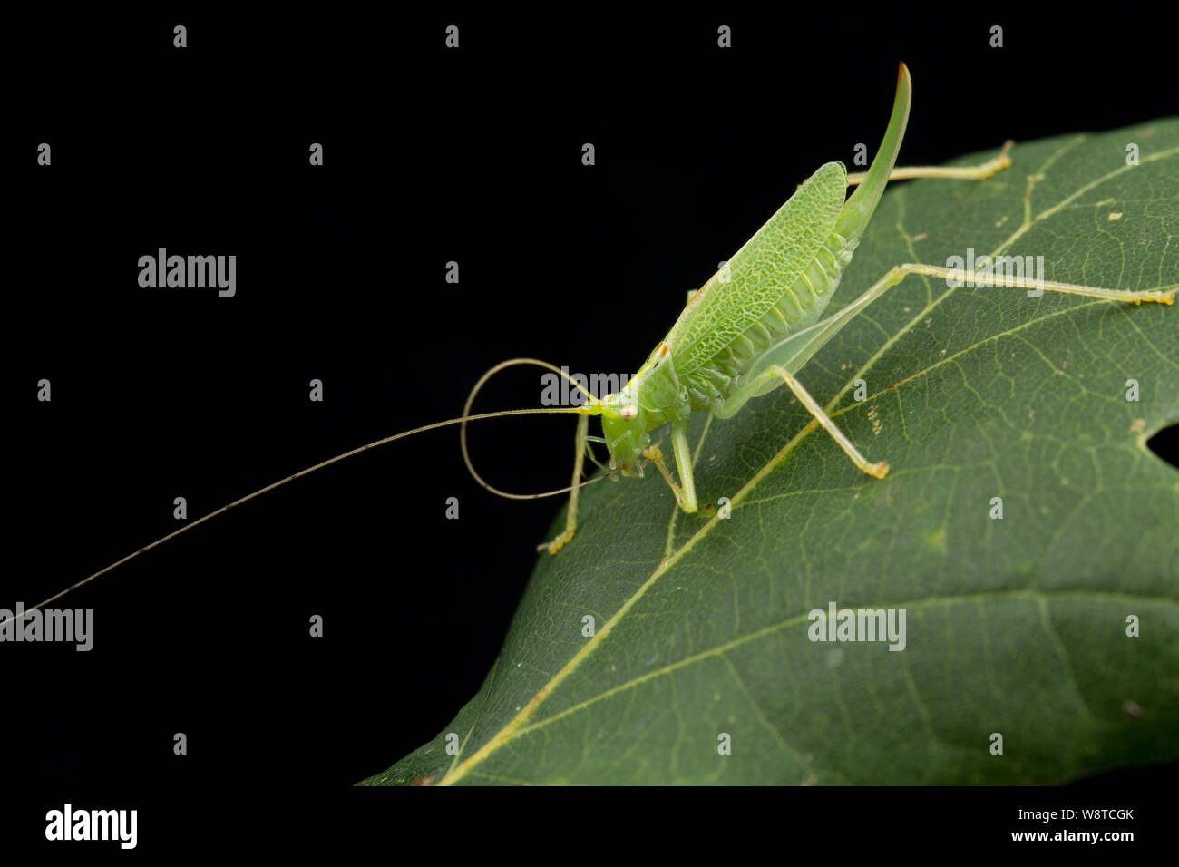 Cricket preening antenna hi-res stock photography and images - Alamy