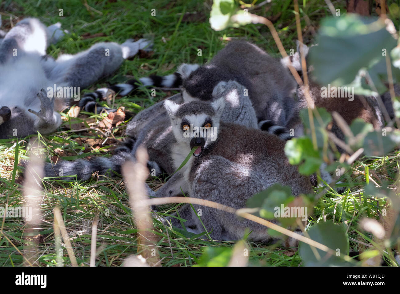 Group of lemurs hi-res stock photography and images - Alamy