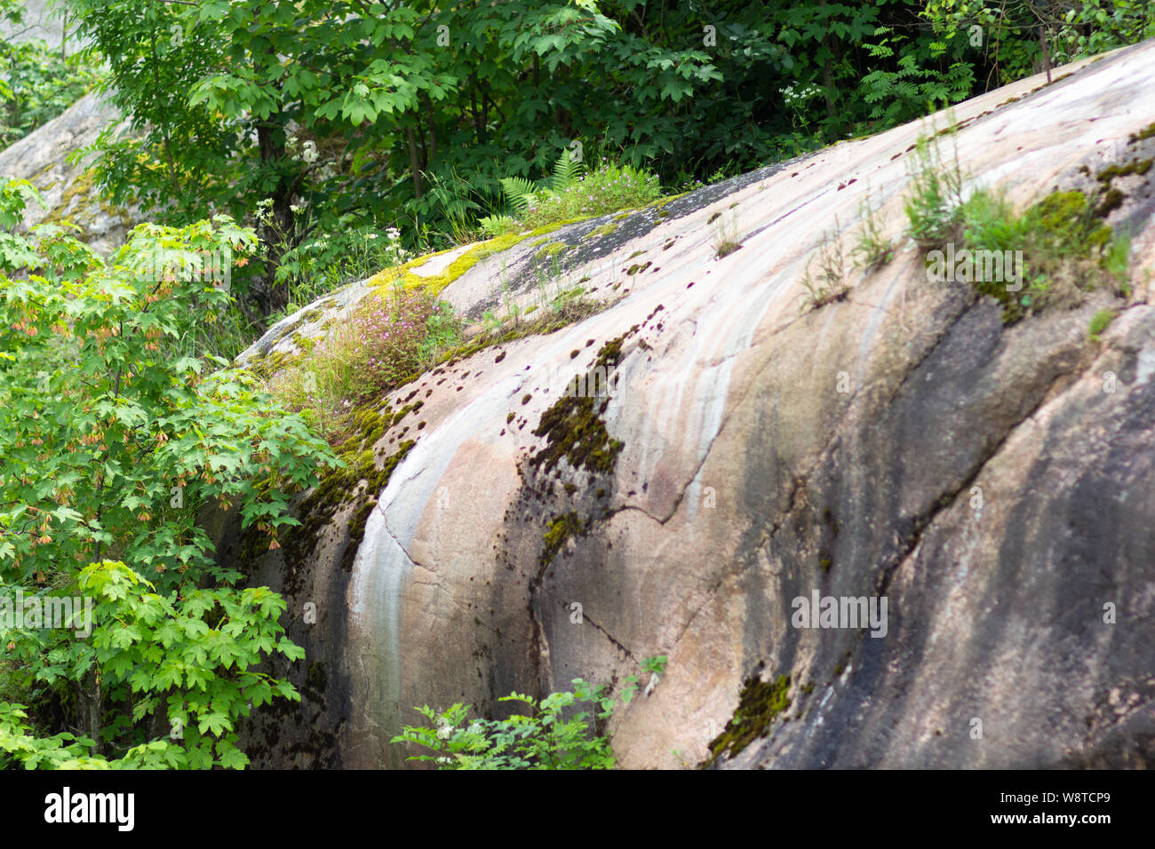 Smooth large boulder in summer forest Stock Photo - Alamy