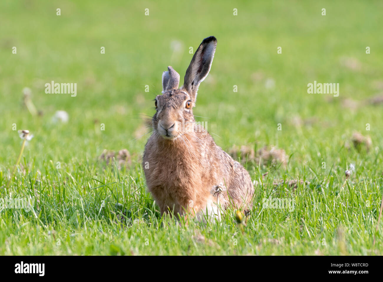 A cute young brown hare in the grass Stock Photo - Alamy