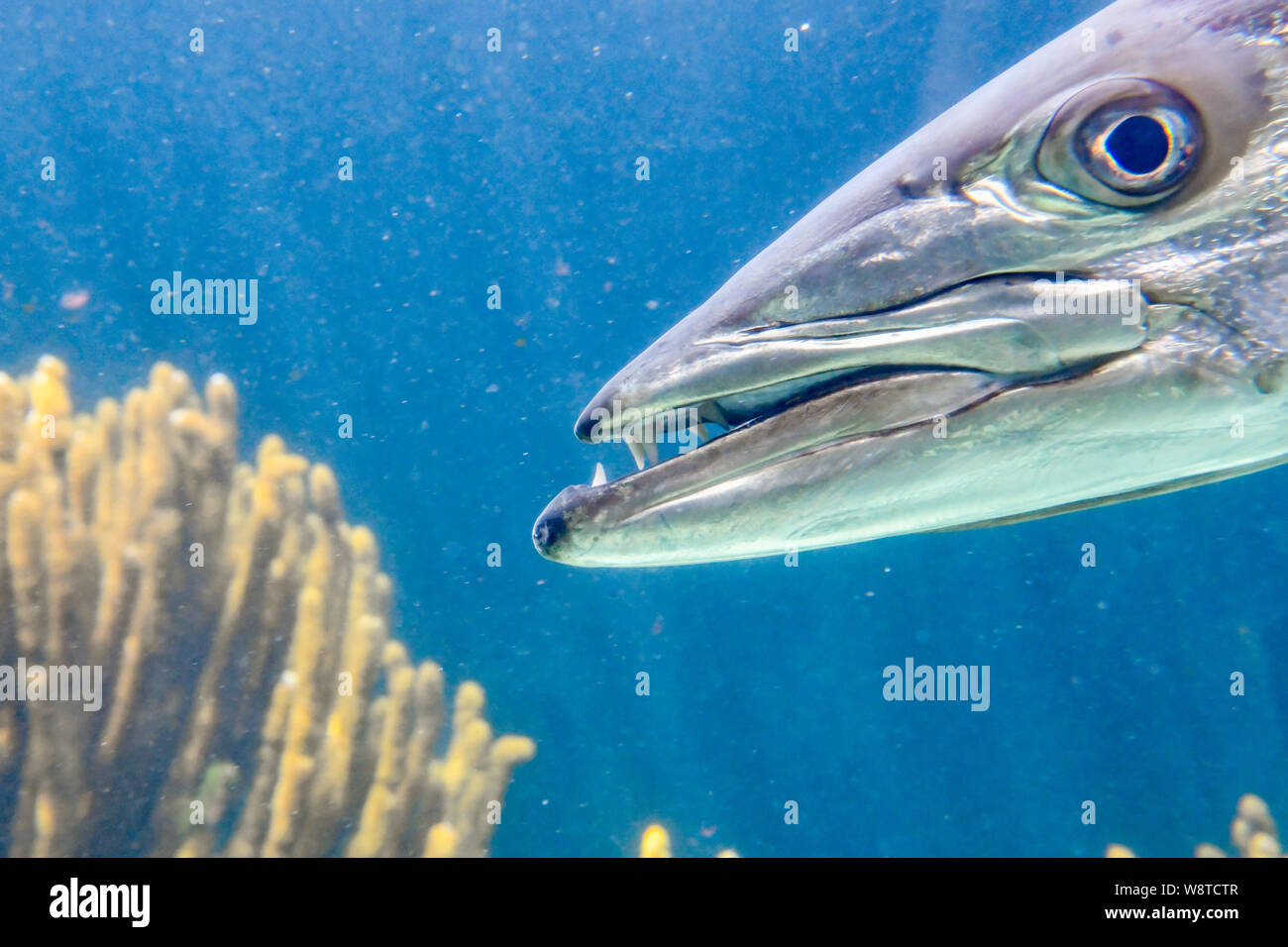 Barracuda - Esox sphyraena closeup at the Bermuda Aquarium Museum and Zoo - sharp barracuda ...