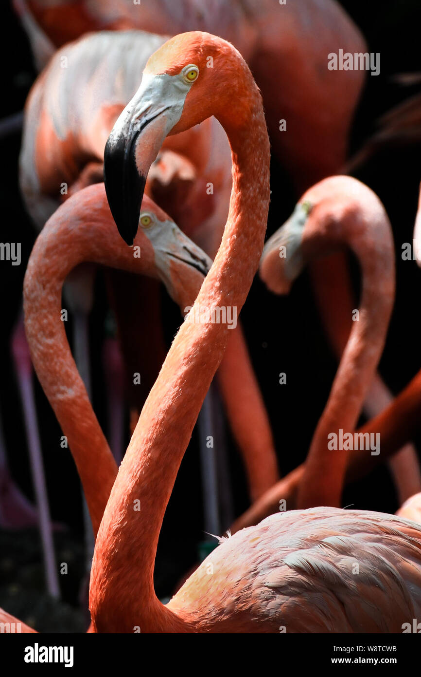Caribbean Pink Flamingos - Phoenicopterus ruber or American flamingo ...