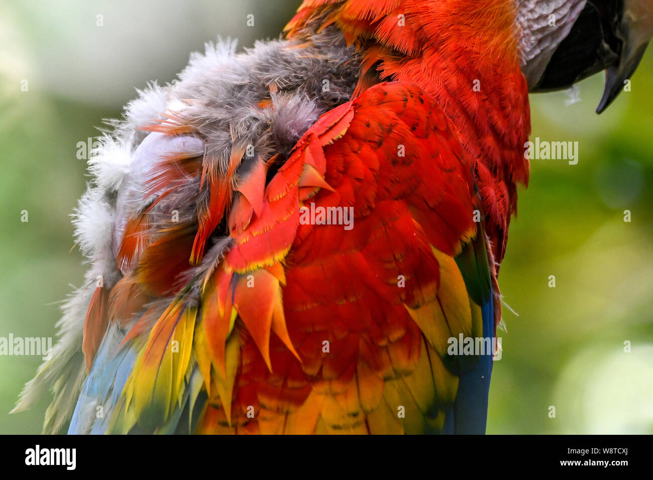 Scarlet macaw moulting / molting closeup - Ara macao moulting close up ...