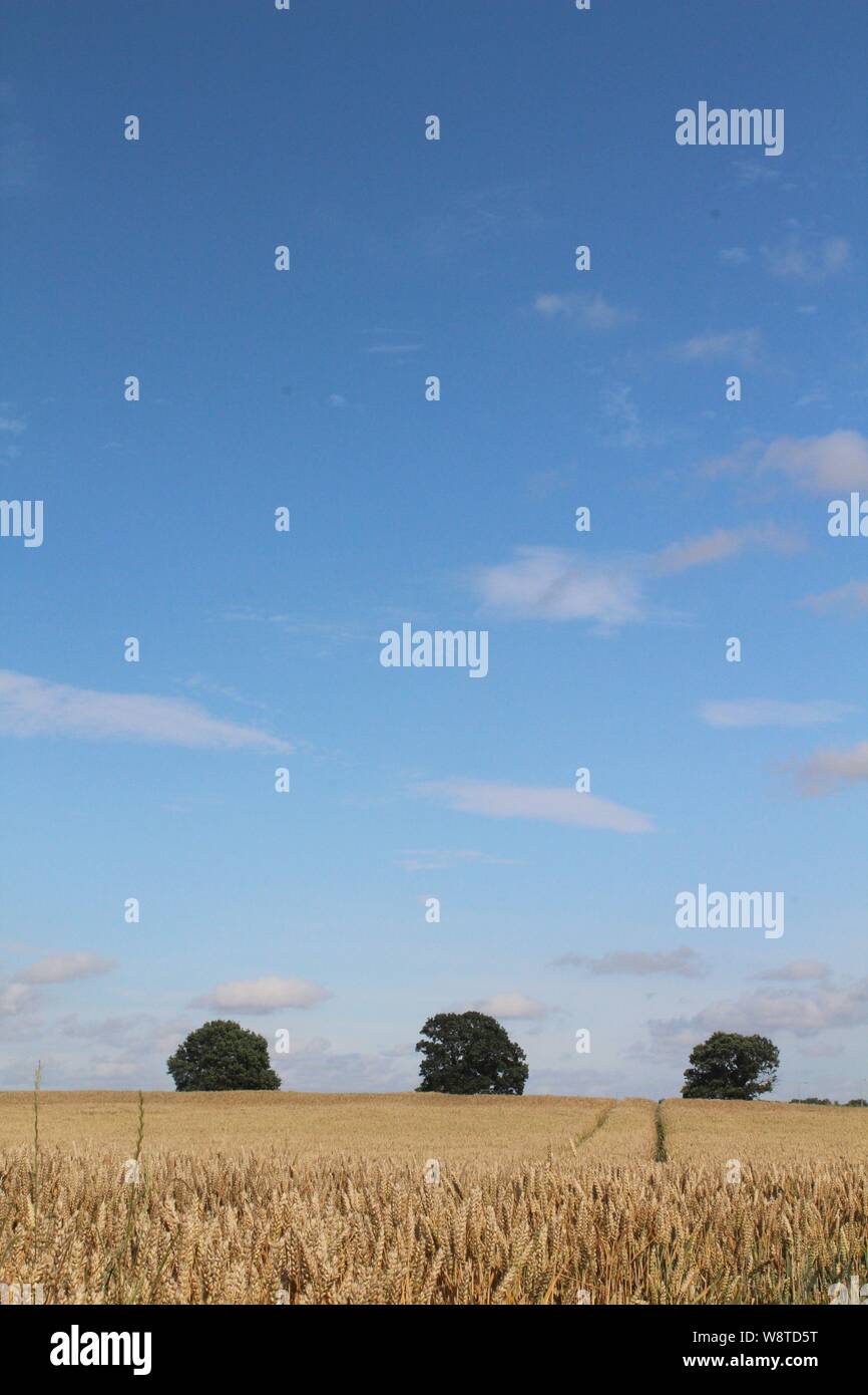 Cornfield with trees and blue sky and clouds on a summers day, Selby ...