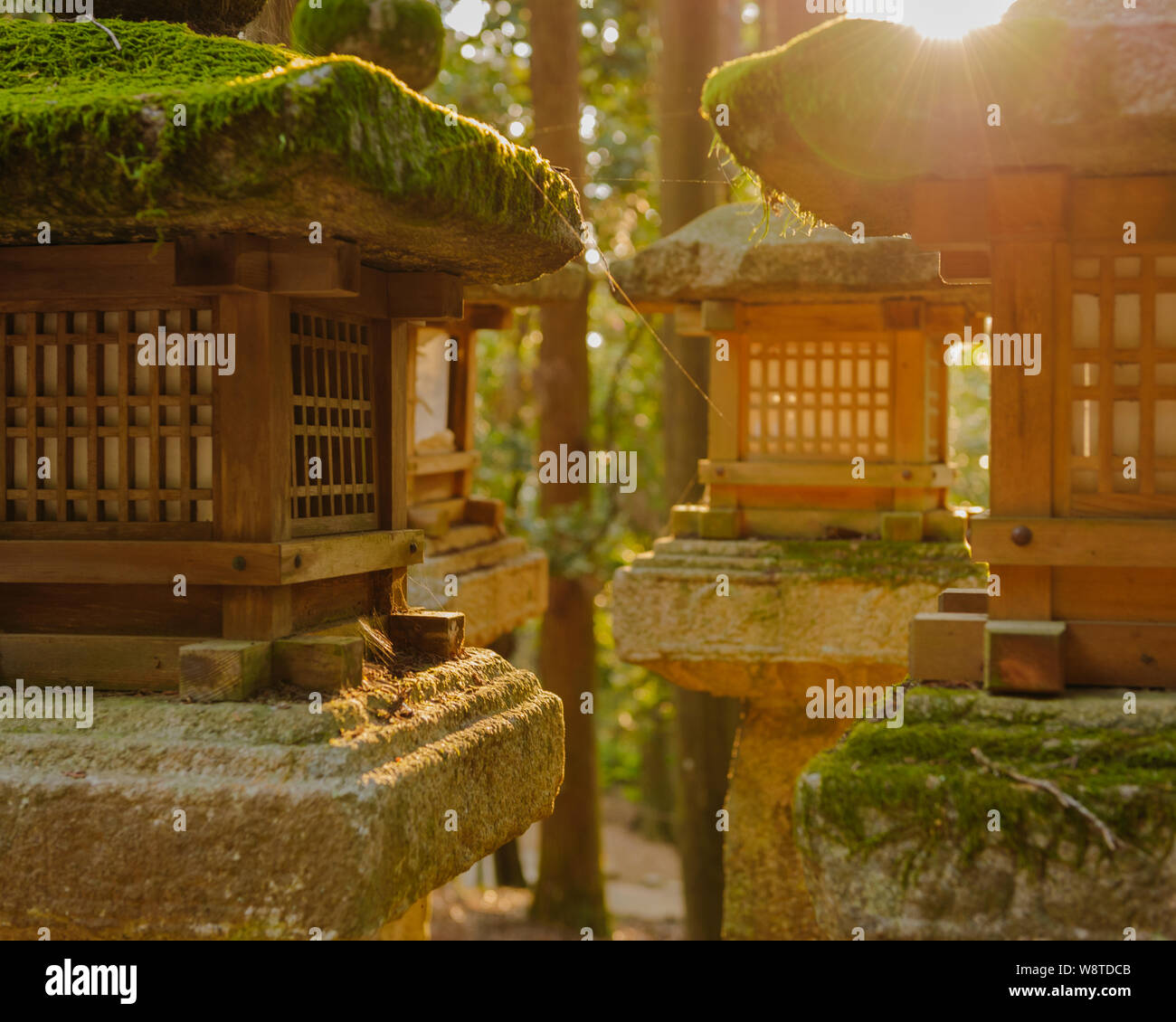Traditional stone latern covered with moss in warm evening sunlight are ...