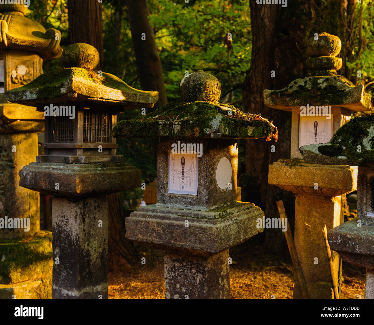Traditional stone latern covered with moss in warm evening sunlight are ...