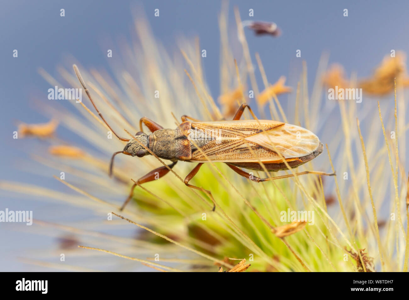 Dirt-colored Seed Bug (Paromius longulus Stock Photo - Alamy