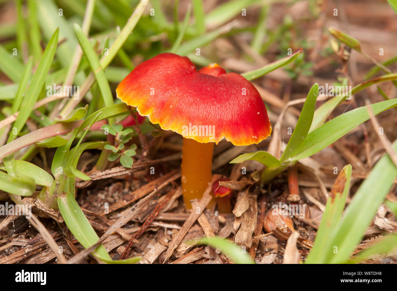 Scarlet Waxy Cap (Hygrocybe coccinea Stock Photo - Alamy