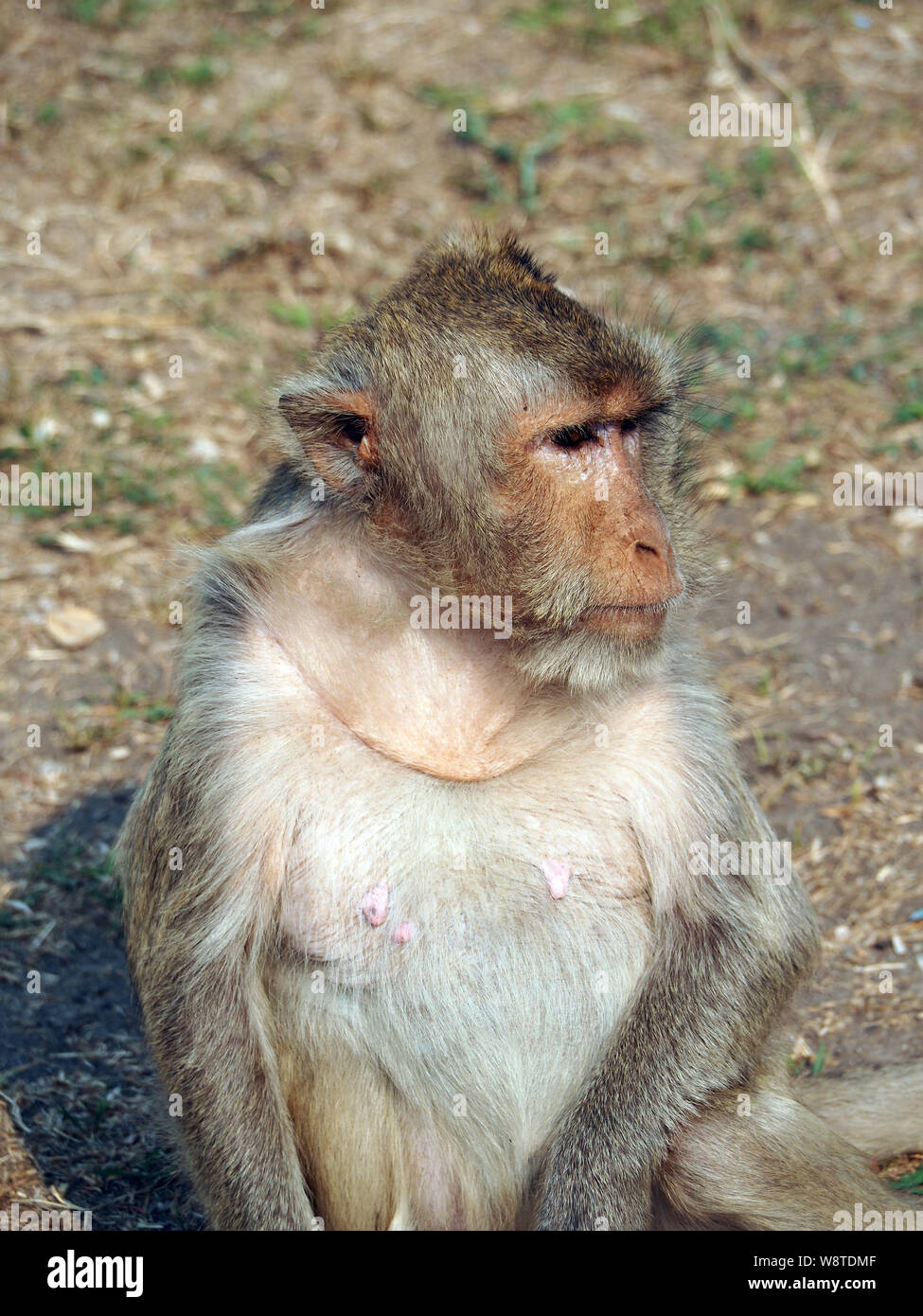 Monkey, Phra Prang Sam Yot Khmer temple, Lopburi, Thailand, Asia Stock ...
