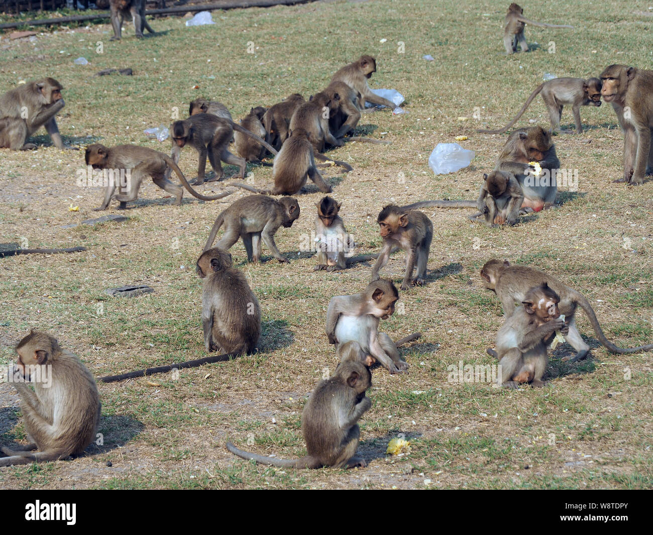 100 Monkeys High Resolution Stock Photography and Images - Alamy