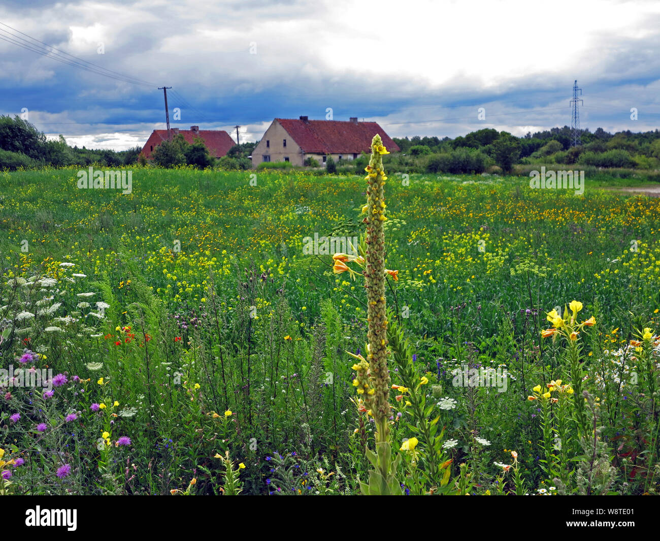 Wildflower meadow in the Polish Masuria (former East Prussia), recorded ...