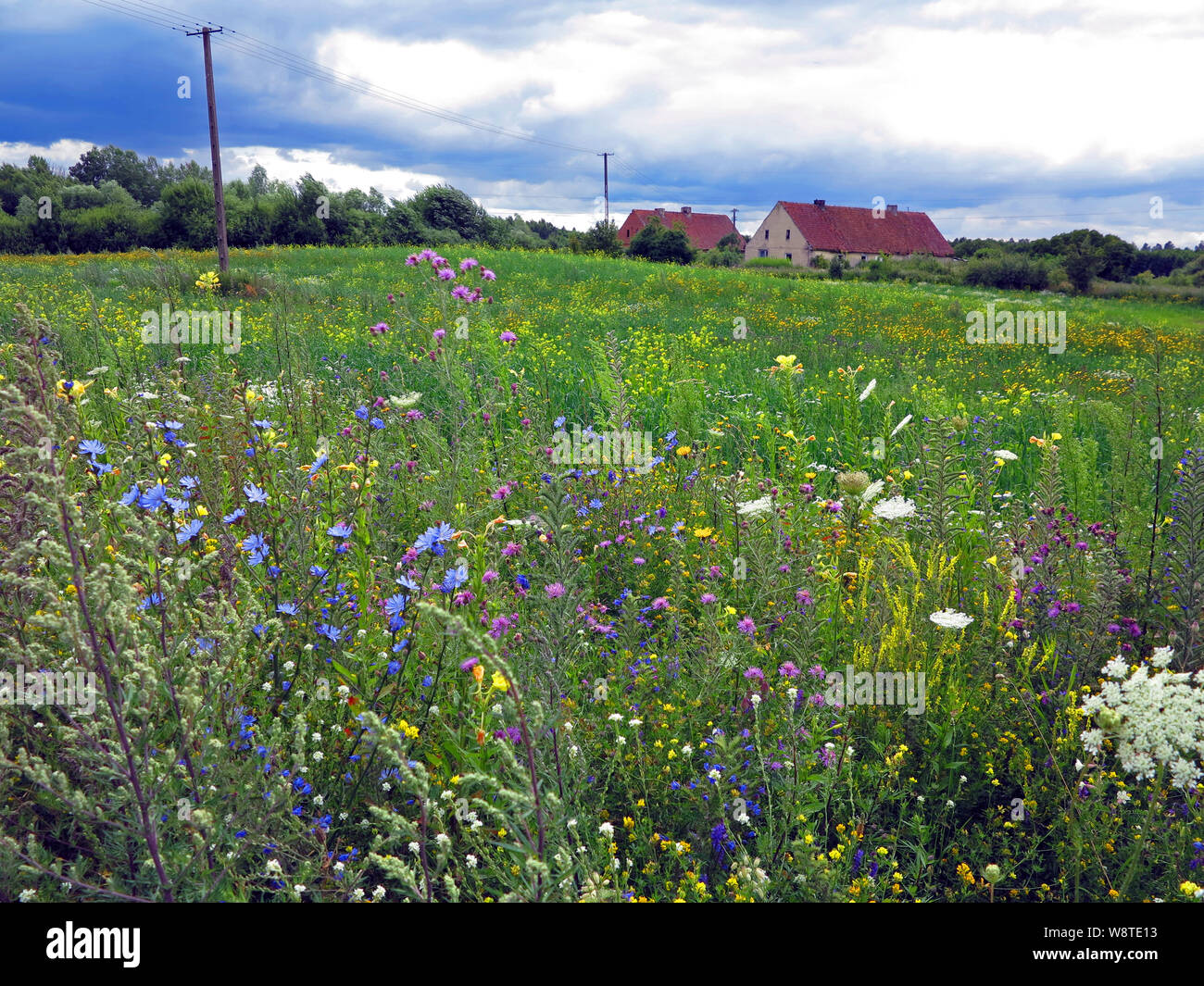 Wildflower meadow in the Polish Masuria (former East Prussia), recorded ...
