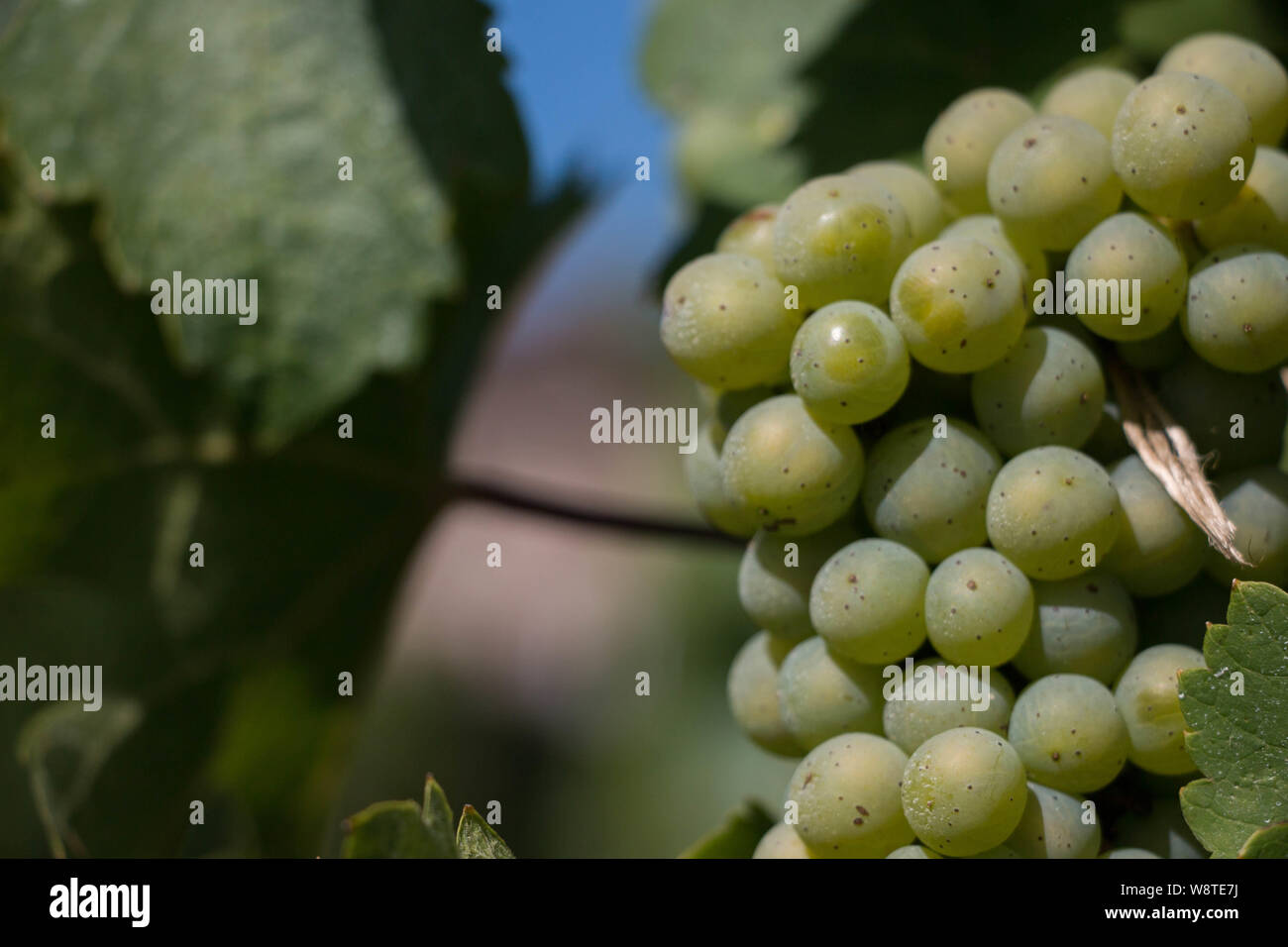 Pinot gis hi-res stock photography and images - Alamy