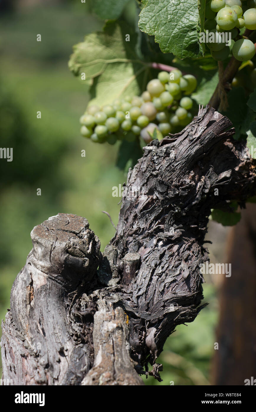 Vine trunk hi-res stock photography and images - Alamy