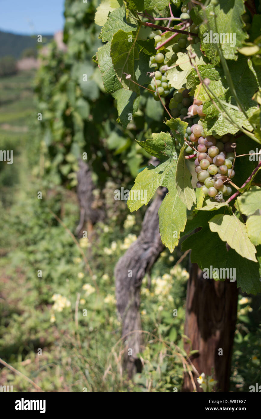 Pinot gis hi-res stock photography and images - Alamy