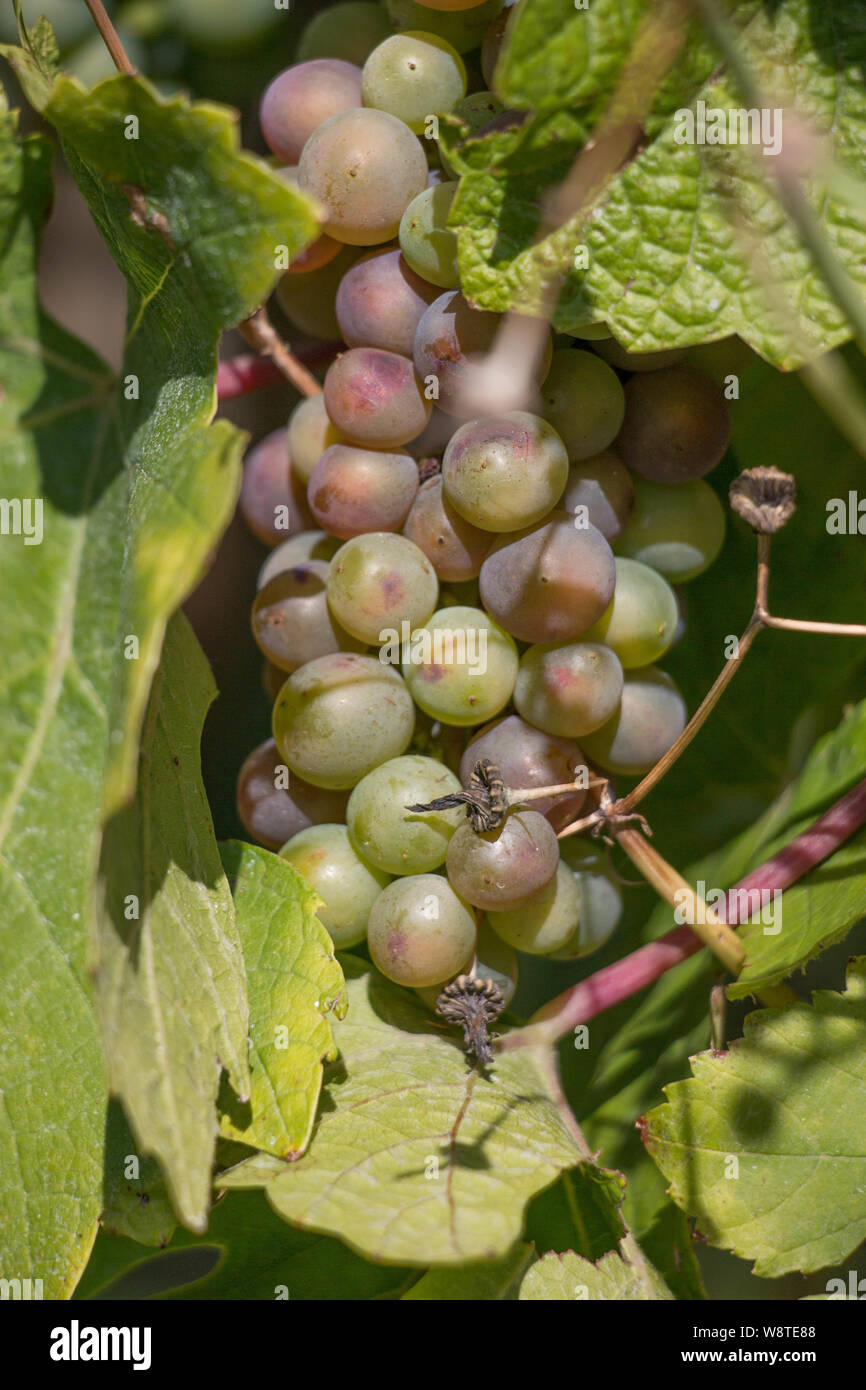 Pinot gis hi-res stock photography and images - Alamy