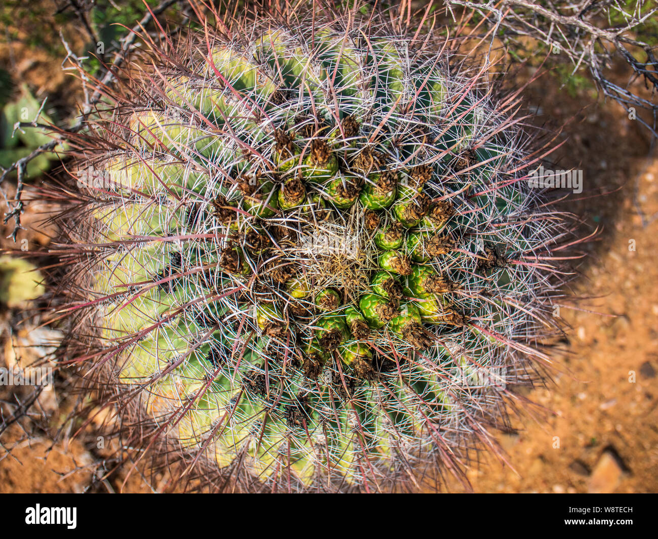 The top view of wild growing cactus Stock Photo - Alamy