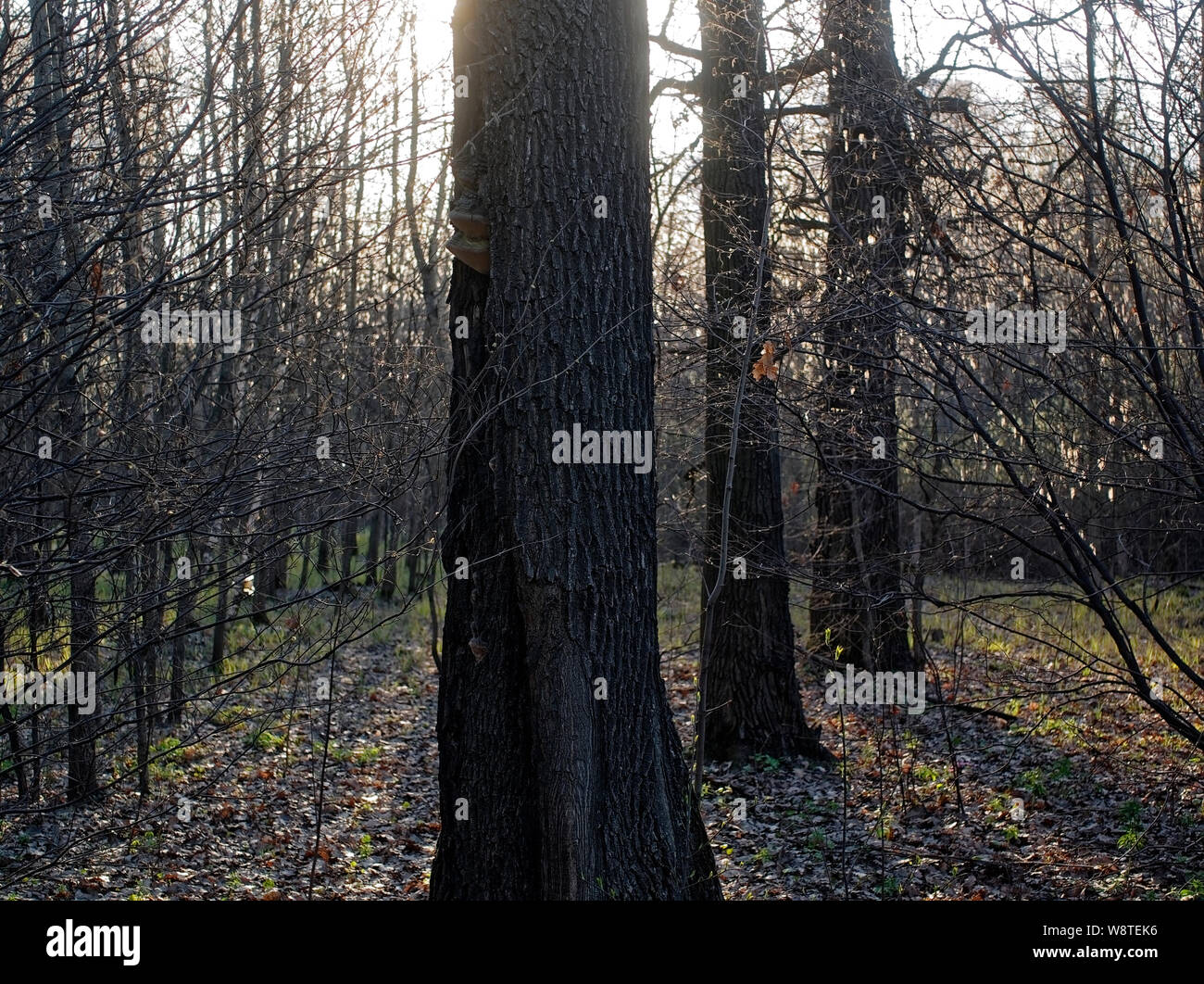 sunlight in the Park in spring, Moscow Stock Photo - Alamy