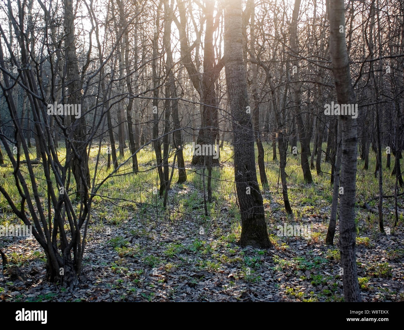 sunlight in the Park in spring, Moscow Stock Photo - Alamy