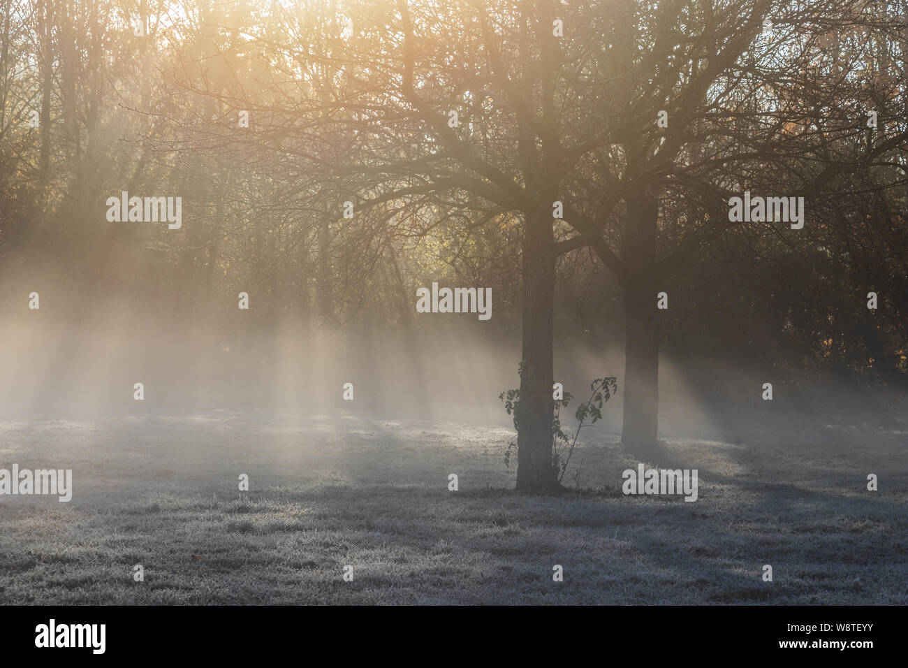 Park in the morning with fog and ground frost Stock Photo - Alamy