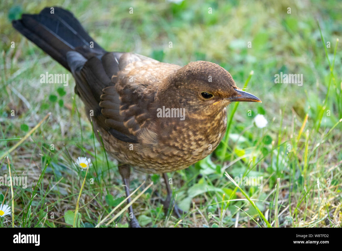 Common blackbird female Stock Photo - Alamy