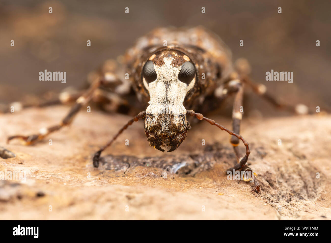 A Fungus Weevil (Eurymycter fasciatus) explores the surface of a dead ...