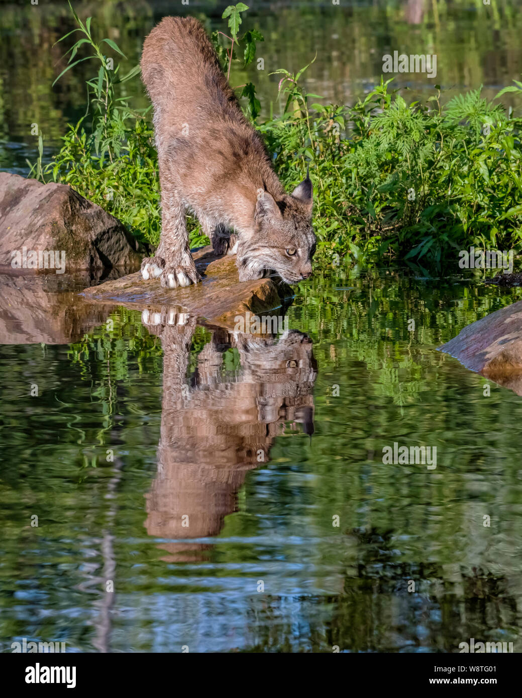 Bobtailed hi-res stock photography and images - Alamy