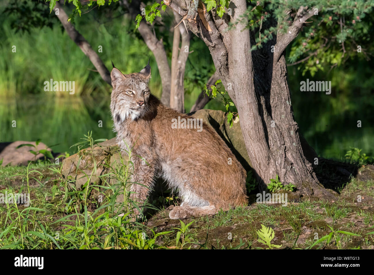 Canada Lynx sitting under a nice Grouping of Trees Stock Photo - Alamy