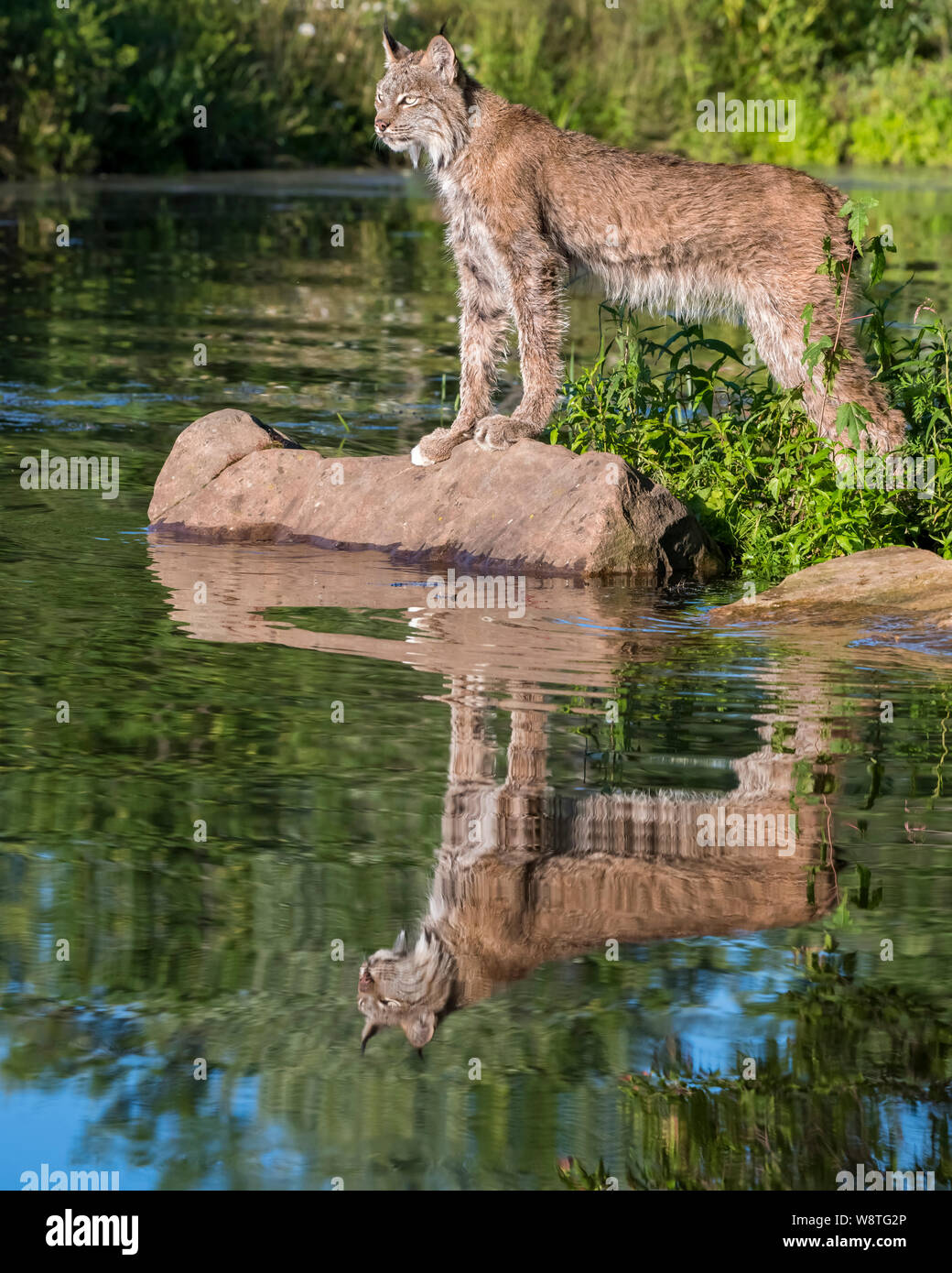 Canada Lynx majestically posied atop a Rock with Reflection in Water ...