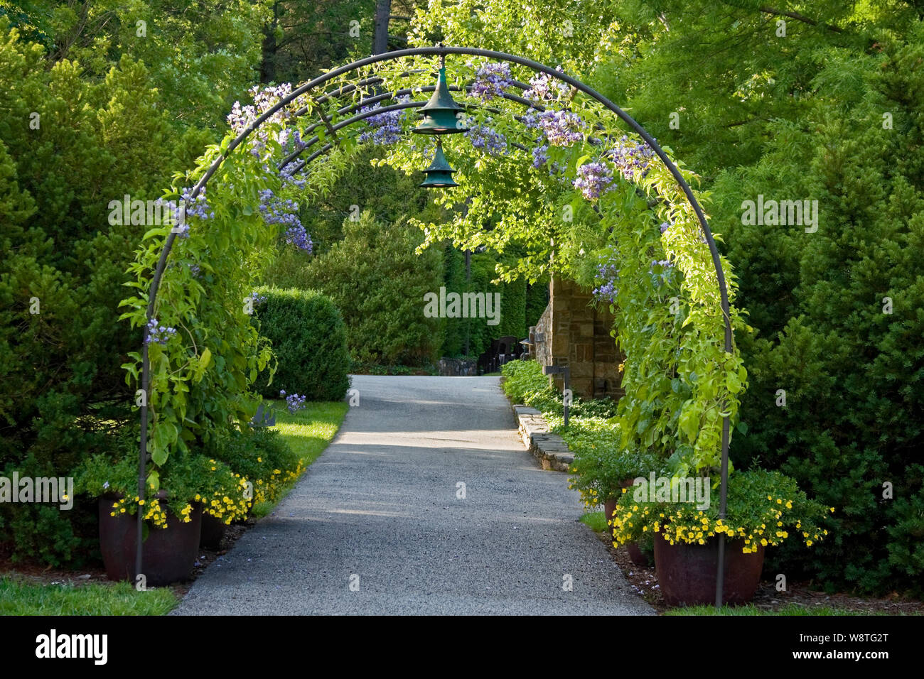 vine-covered arch; lavender flower clusters; lights; trees; walking ...