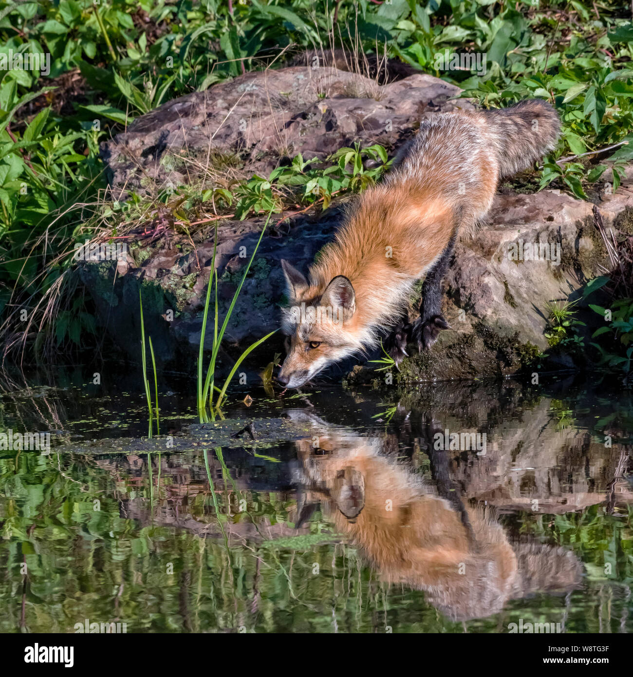 Red Fox drinking from Pond with Reflection on Water Stock Photo - Alamy