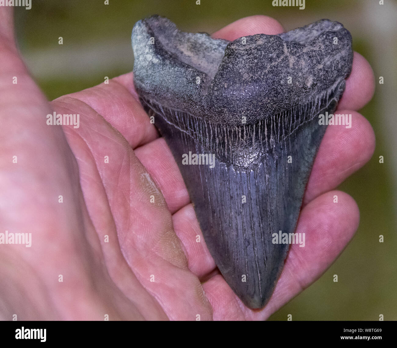 Carcharocles megalodon fossil tooth in hand Stock Photo - Alamy