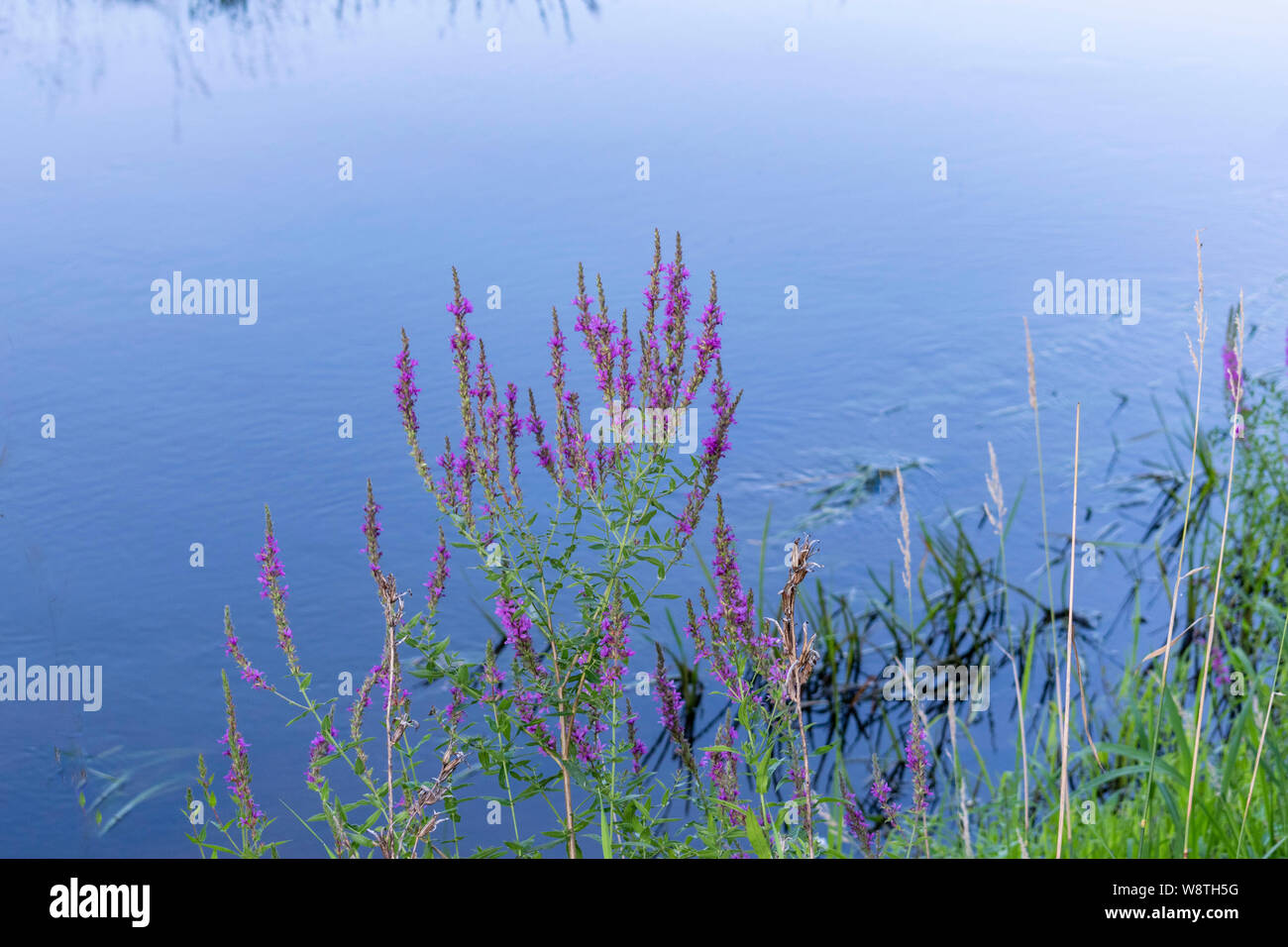 Purple wild marsh flowers growing High Resolution Stock Photography and ...