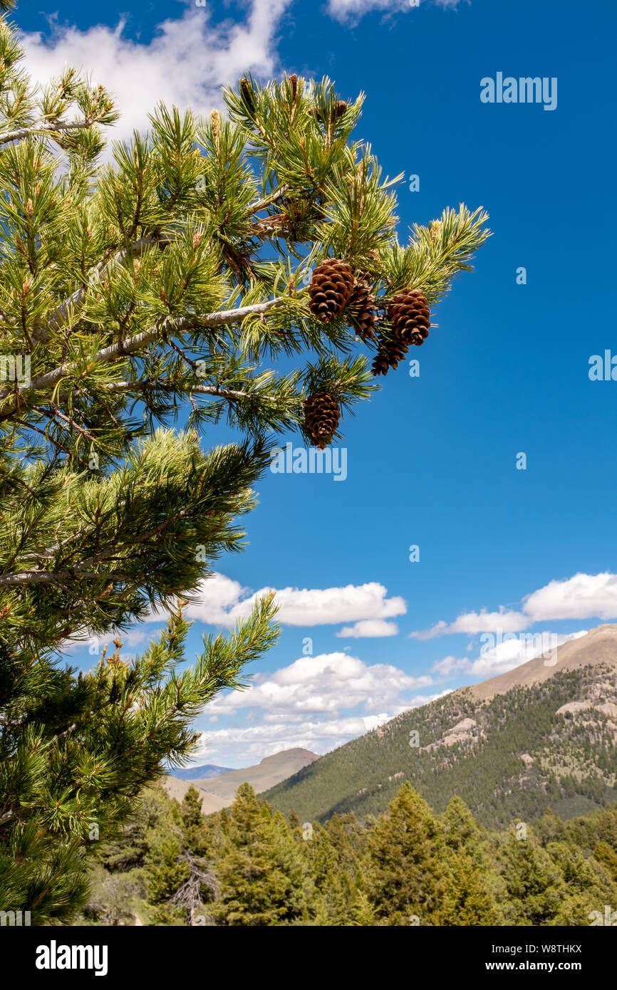 Limb of a pint tree in a forest with pinecones hanging from in in the ...