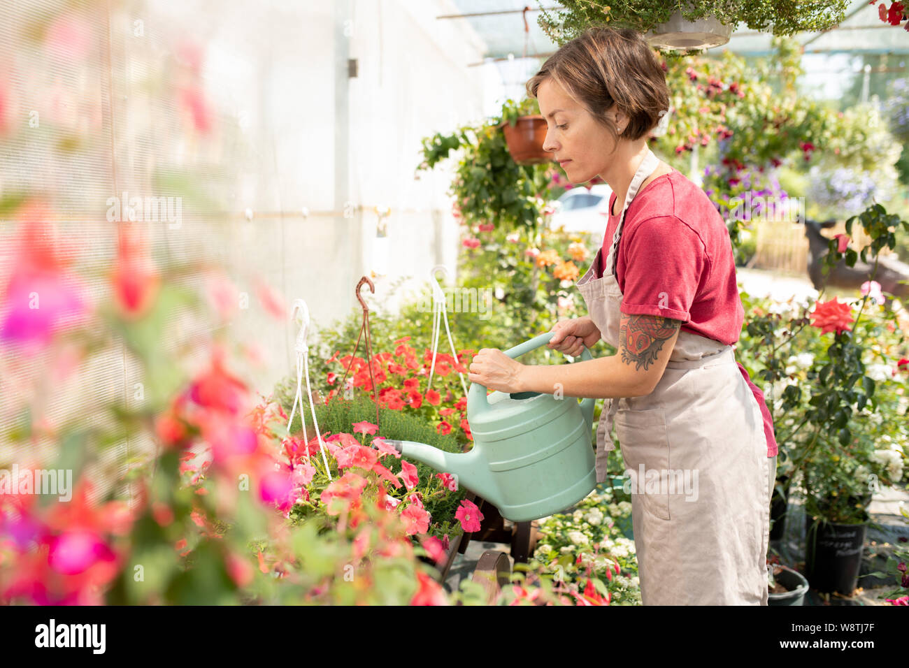 Young female gardener or greenhouse worker taking care of plants on ...