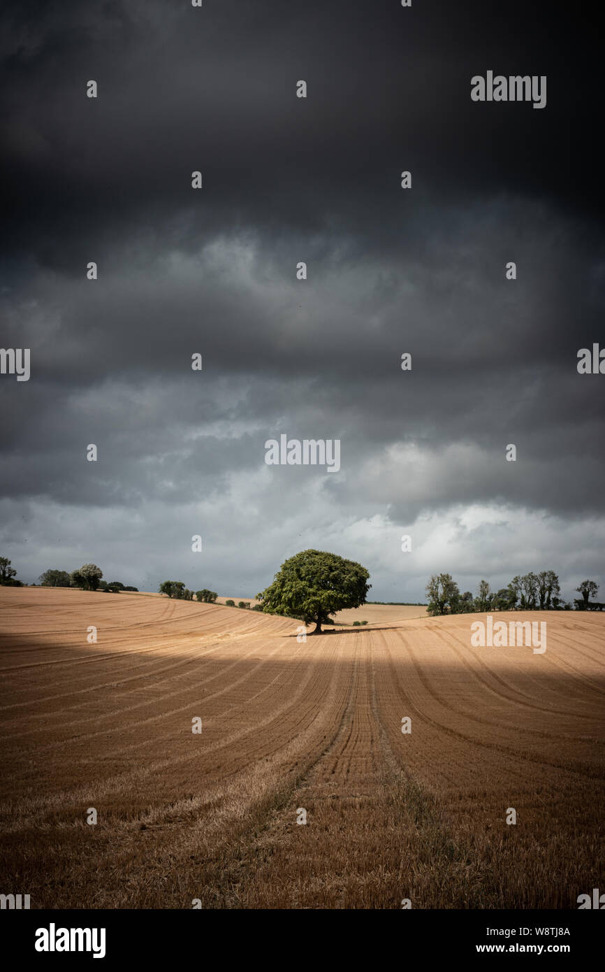 A single tree in a fields with storm clouds and light crossing over the ...