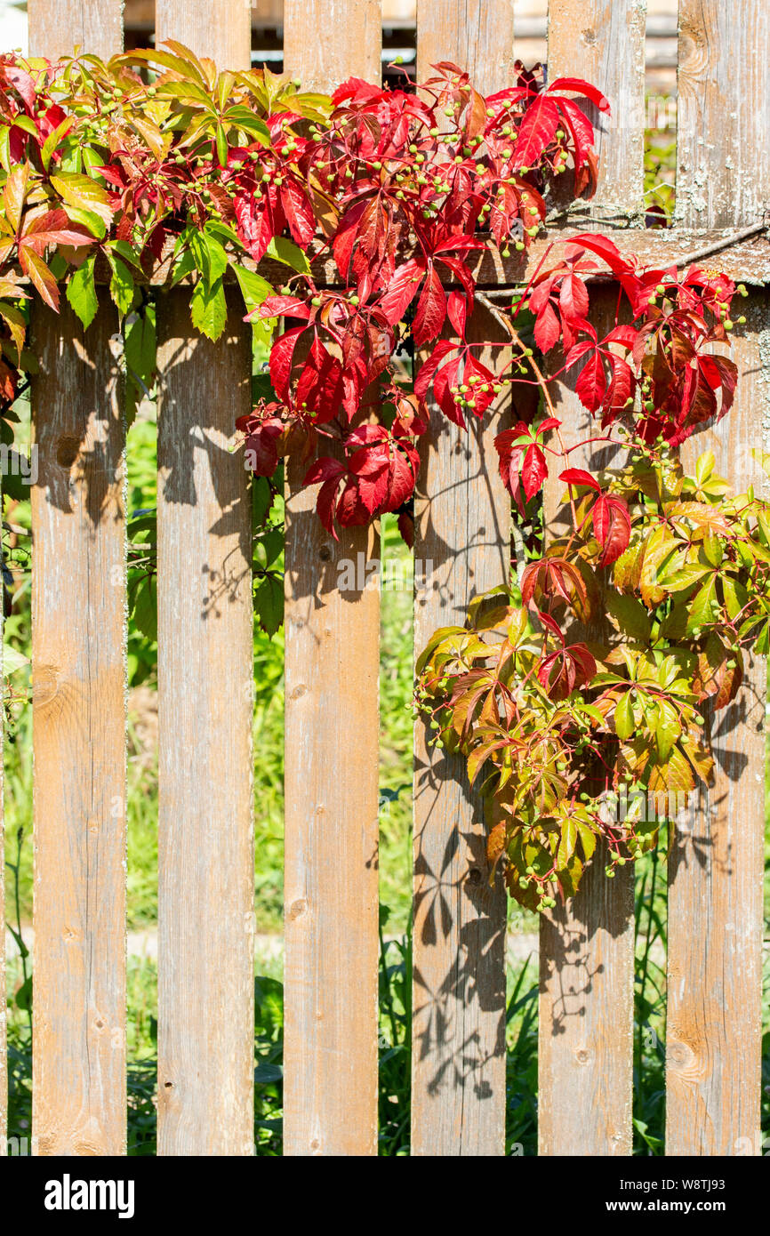 Grapevine hanging from a wooden rustic fence, decor red green leaf of ...
