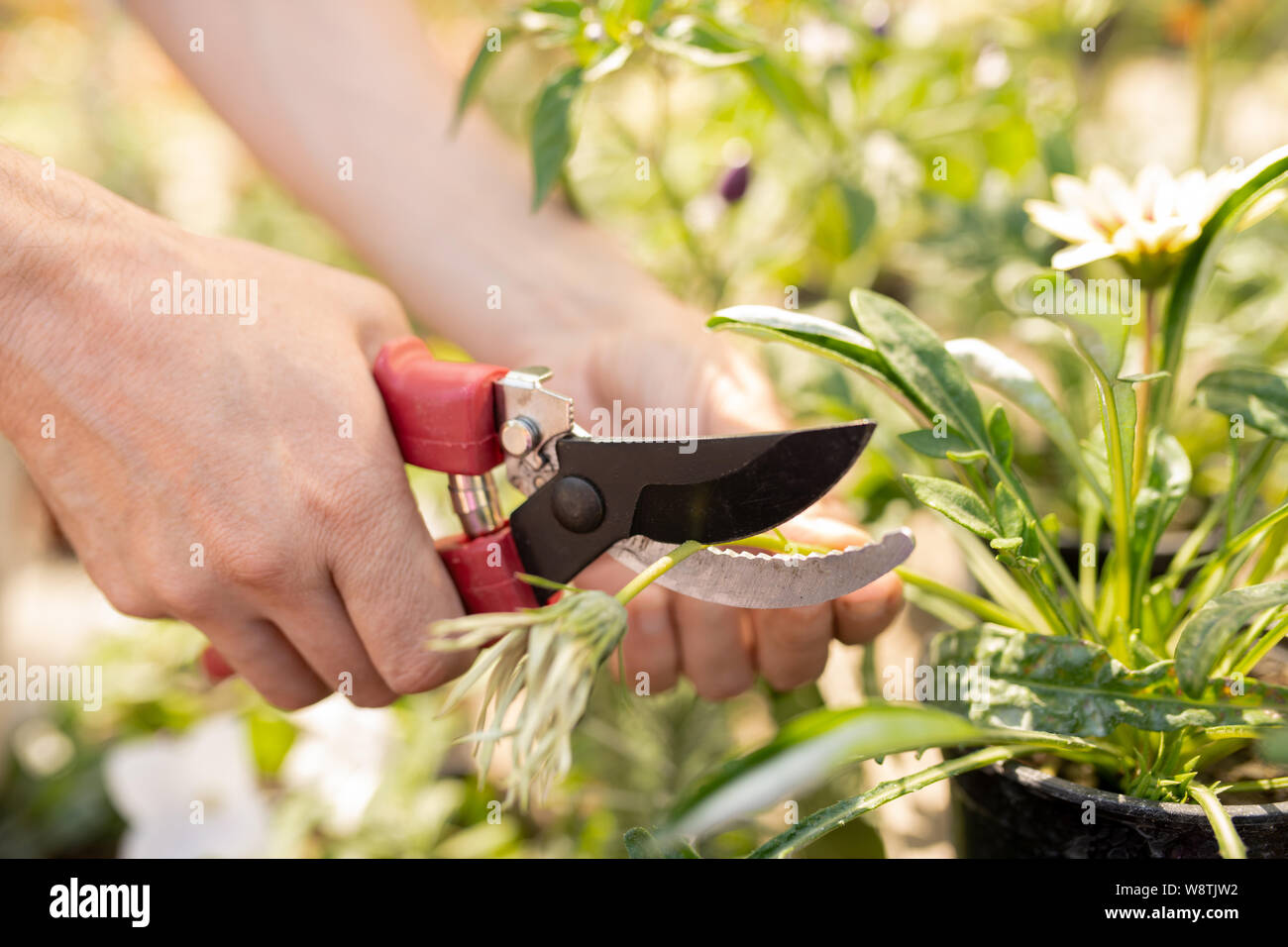 Hands of female gardener cutting dry flower in pot with pruning shears ...