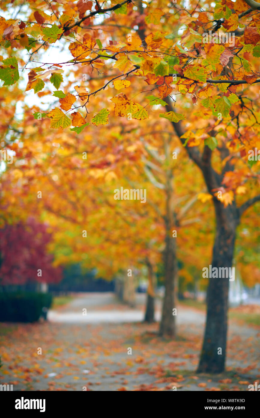 Autumn trees in city street - beautiful landscape, golden fallen leaves ...